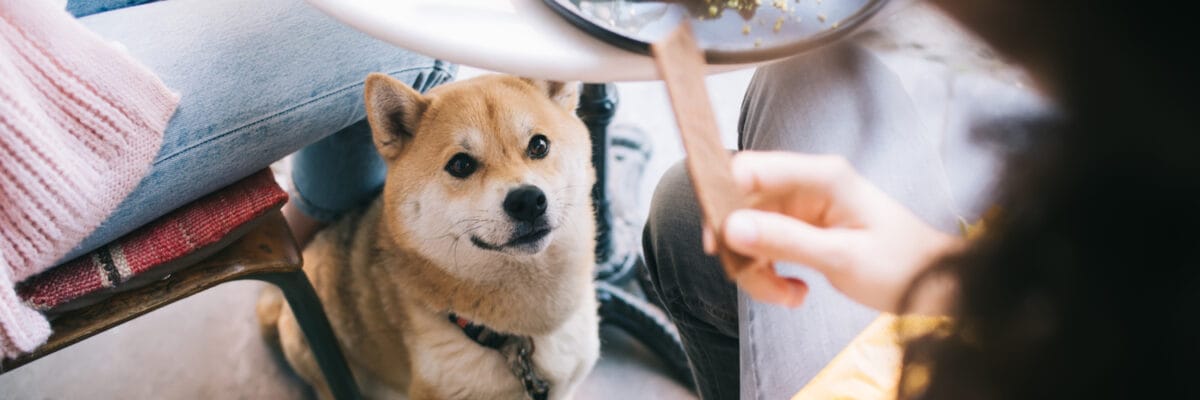 Restaurant Etiquette - WoofBeach Sands